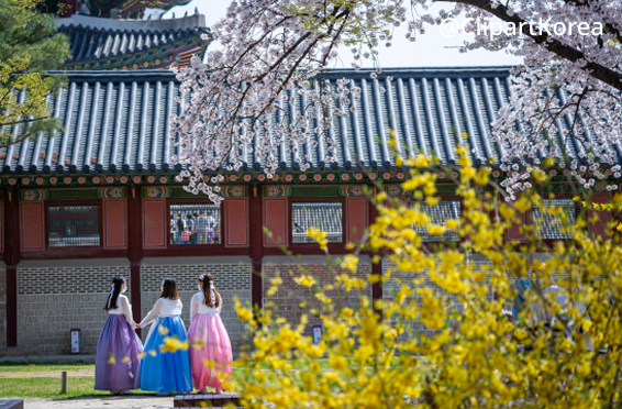 SPRING IN KOREA, Blossom Your Journey! : VISITKOREA